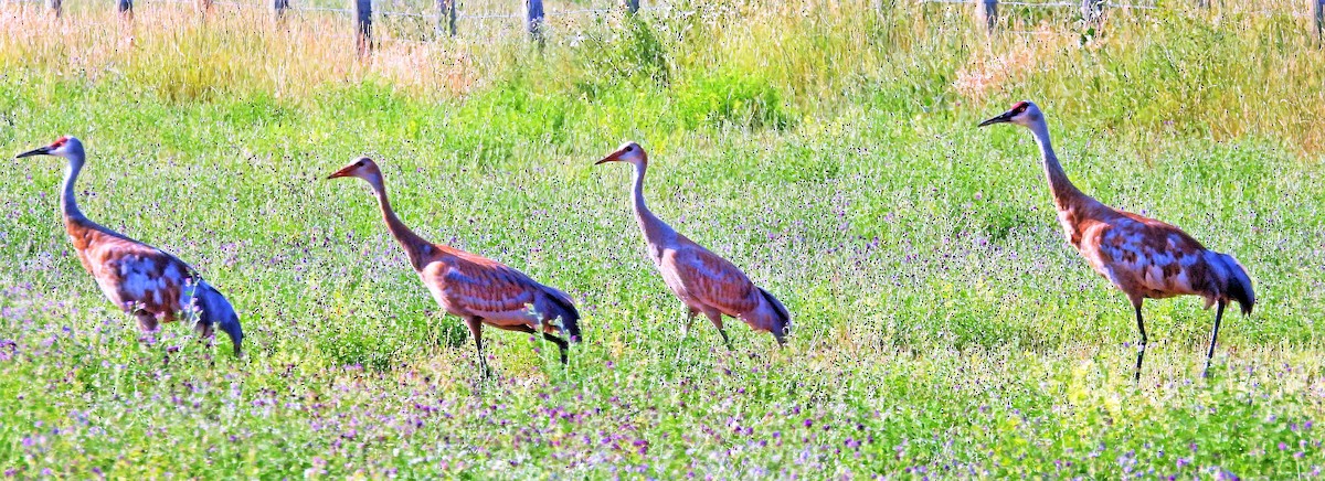 eBird Checklist - 3 Sep 2022 - Harmony, Valley Merrit Loop - 29 species