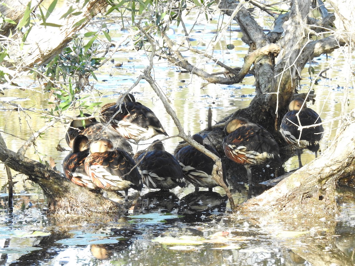 eBird Checklist - 4 Sep 2022 - Sandy Camp Road Wetlands - 49 species
