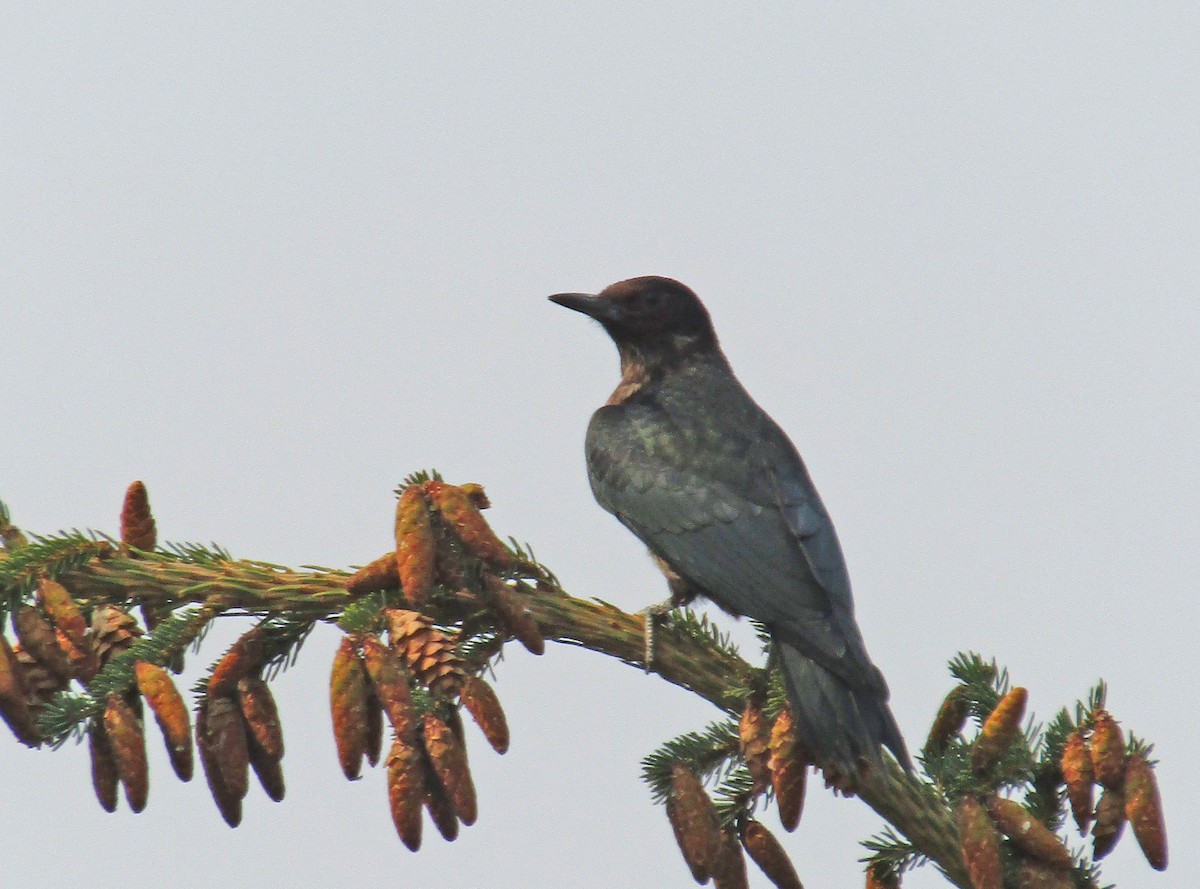 eBird Checklist - 3 Sep 2022 - Cochrane, Alberta - 13 species