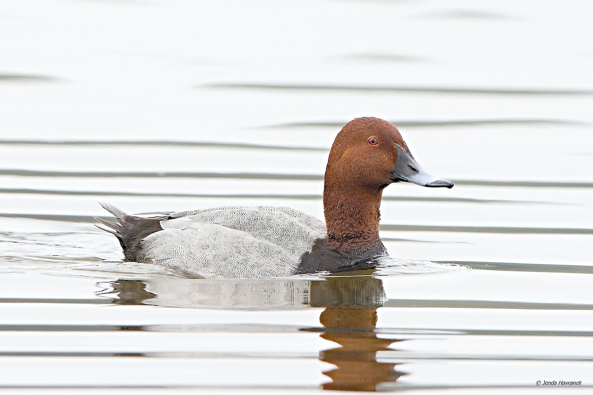 eBird Checklist - 8 Apr 2015 - منتزه سيدي بوغابة | PN Sidi Boughaba ...