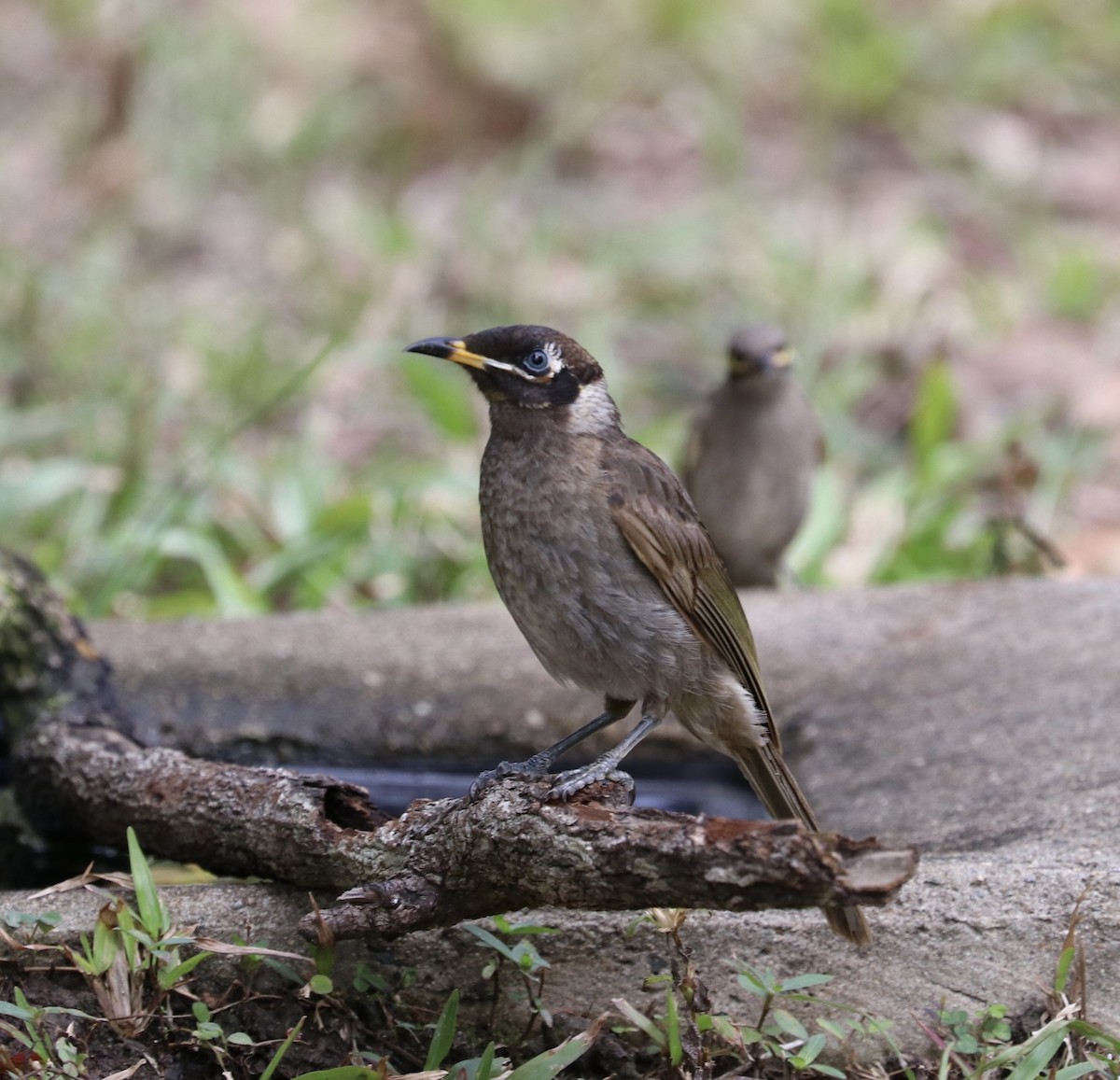eBird Checklist - 31 Aug 2022 - Abattoir Swamp--Julatten - 7 species