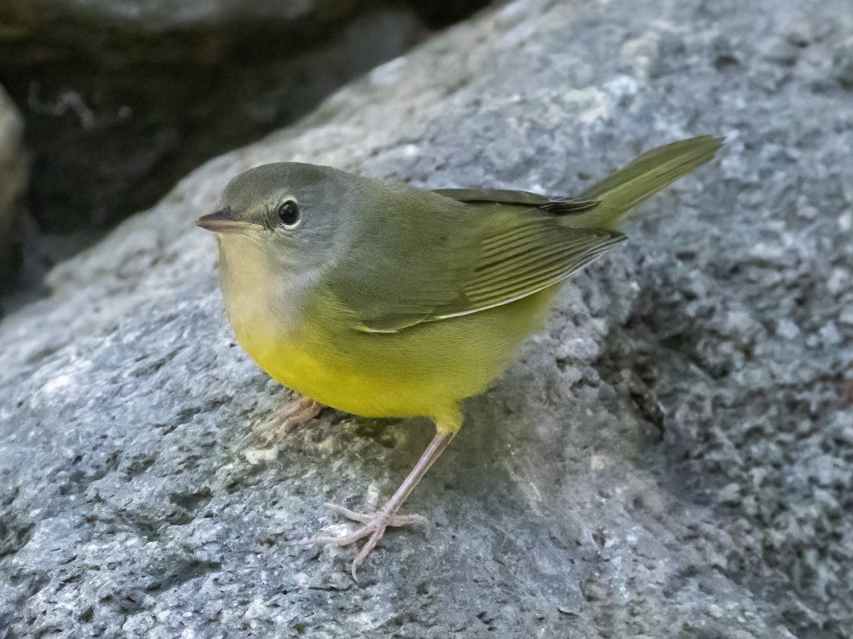 eBird Checklist - 3 Sep 2022 - Swanson Yard - 18 species