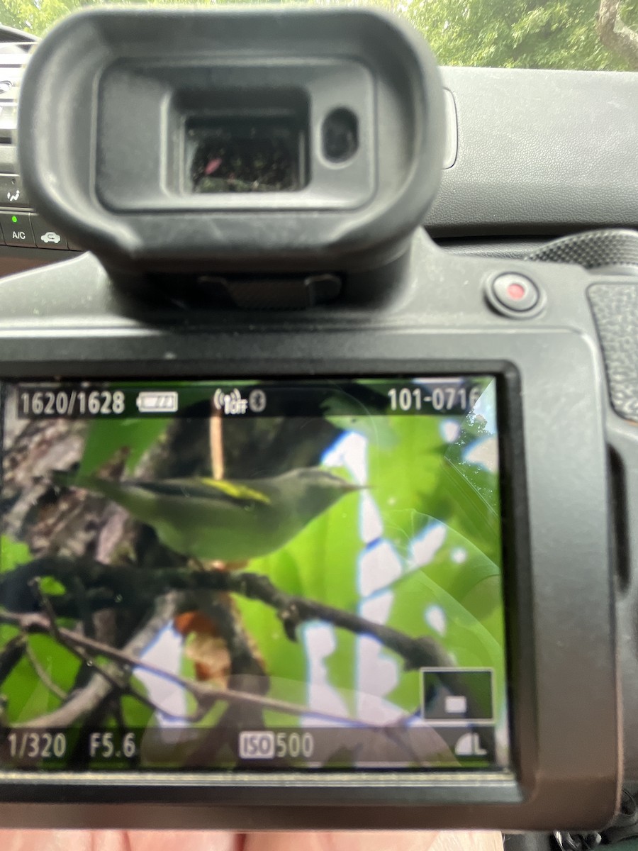 eBird Checklist - 4 Sep 2022 - Bernadette Morales Nature Preserve - 25 ...