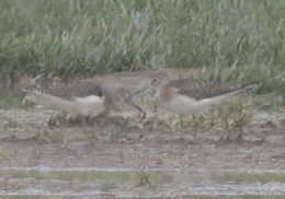 eBird Checklist - 3 Sep 2022 - Reeds Sod Farm--Allentown Lakewood Rd ...