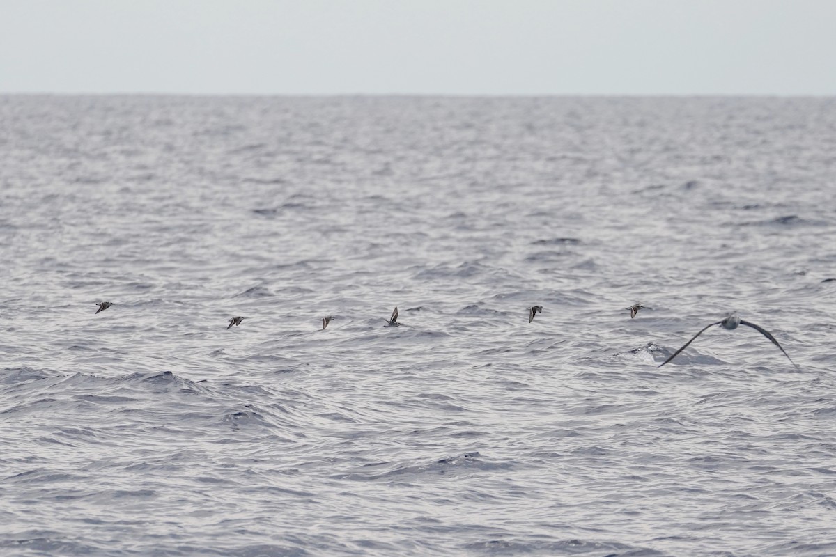 eBird Checklist - 28 Aug 2022 - 宜蘭--南方澳-東澳-南澳海域(Yilan--Nanfang'ao, Dong ...