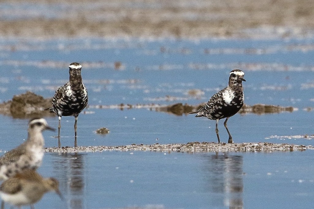 eBird Checklist - 3 Sep 2022 - Tennessee NWR--Duck River Unit--Duck ...