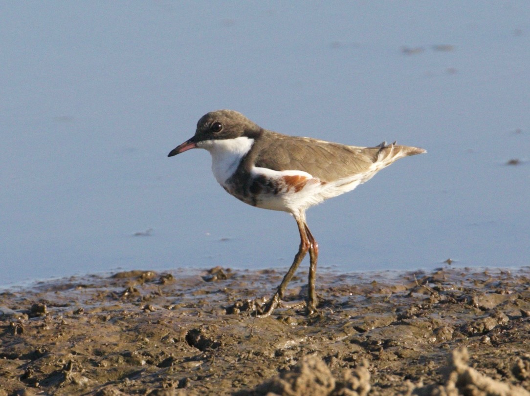 eBird Checklist - 3 Sep 2022 - Cumberland Dam - 56 species