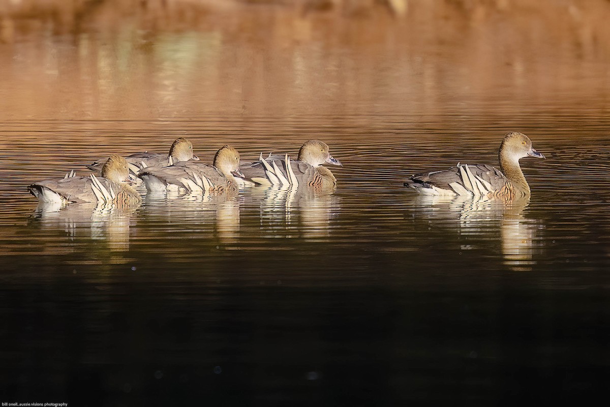 ML481381631 Plumed Whistling-Duck Macaulay Library