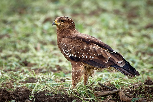 Lesser Spotted Eagle