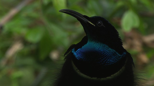 Magnificent Riflebird