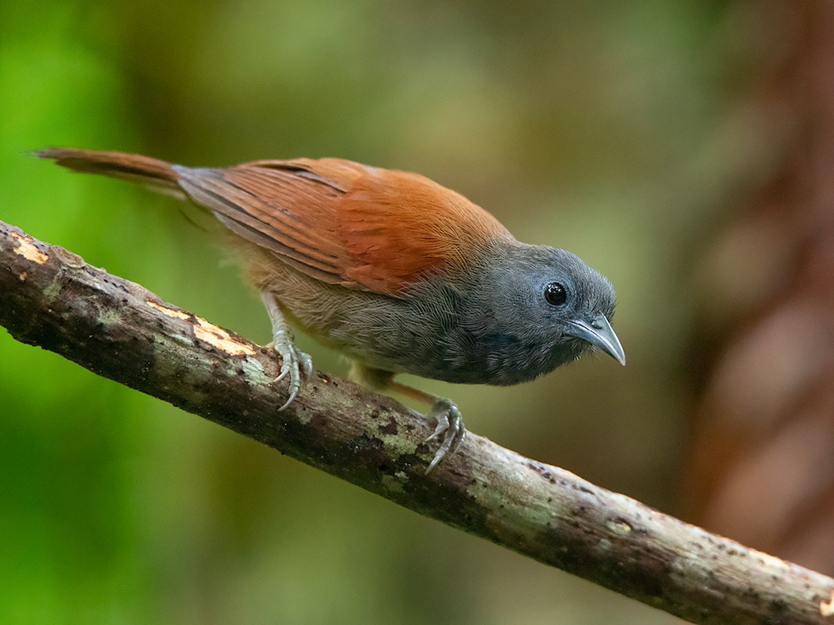 Gray-hooded Babbler - Cyanoderma bicolor - Birds of the World