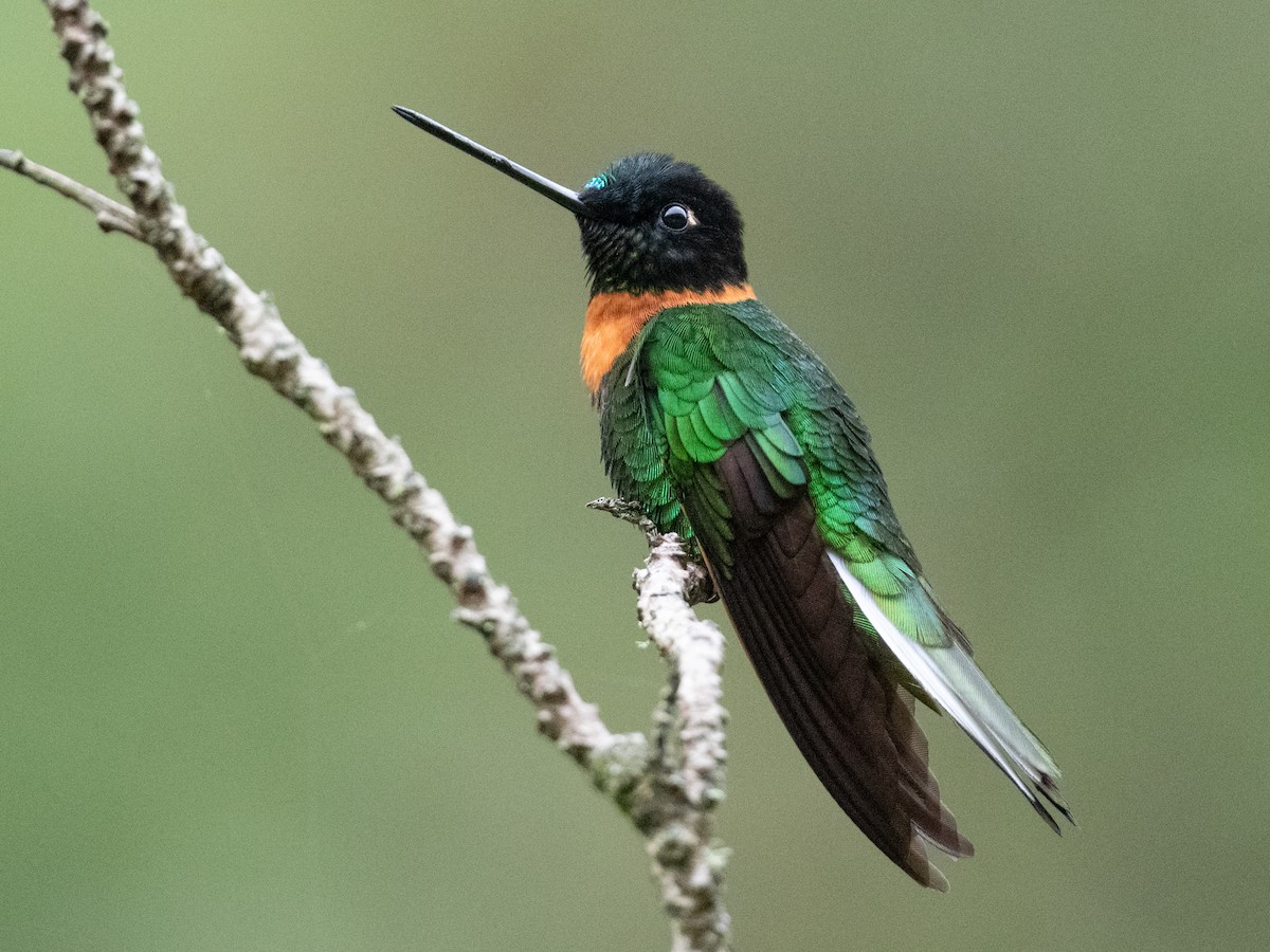 Gould's Inca - Coeligena inca - Birds of the World