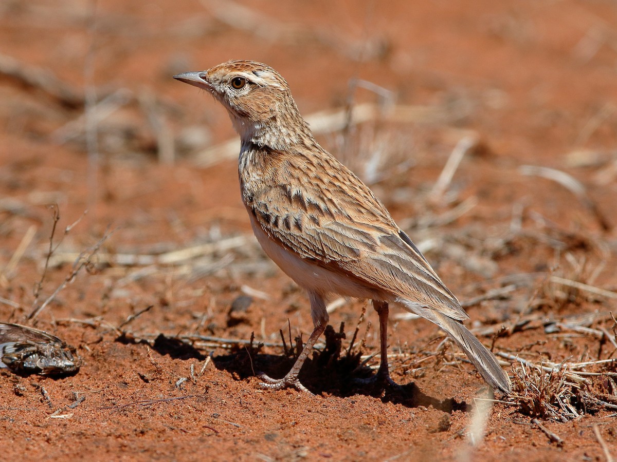 Fawn-colored Lark - Calendulauda africanoides - Birds of the World