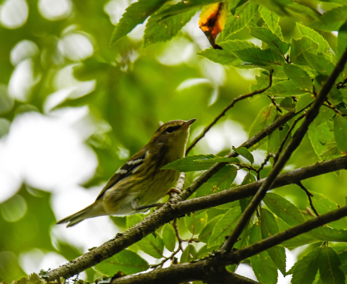 eBird Checklist - 5 Sep 2022 - Frankie Carter Randolph park - 3 species