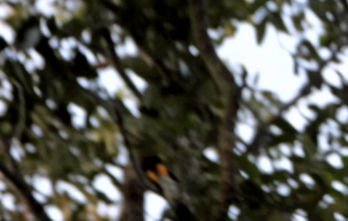ML481561651 - American Redstart - Macaulay Library