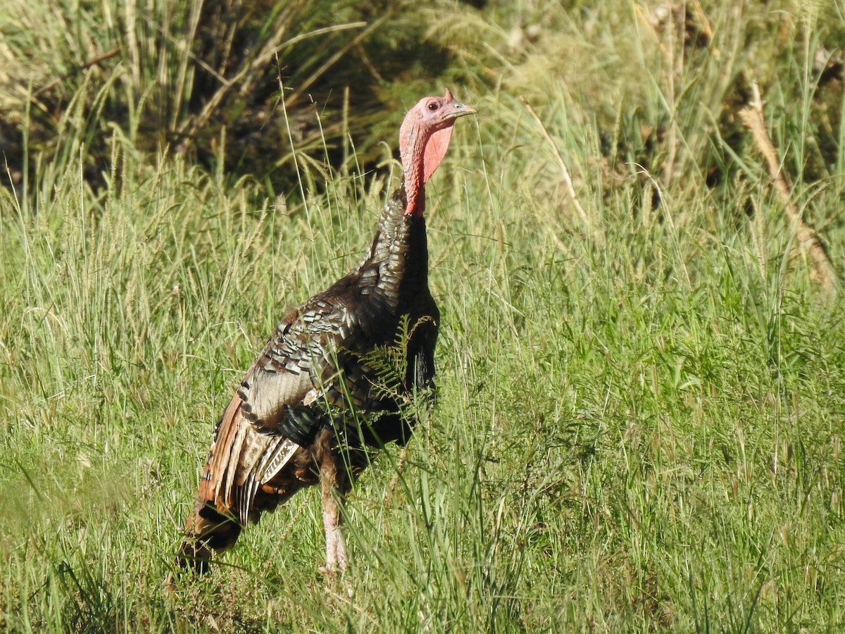 eBird Checklist - 5 Sep 2022 - River Ranch WMA (NMDGF permit required ...
