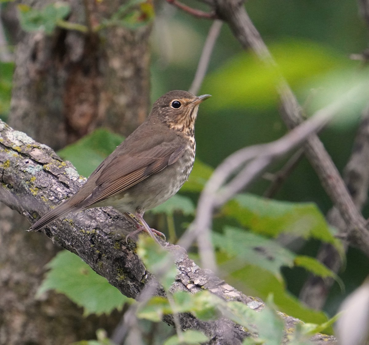 ML481610001 Swainson's Thrush Macaulay Library