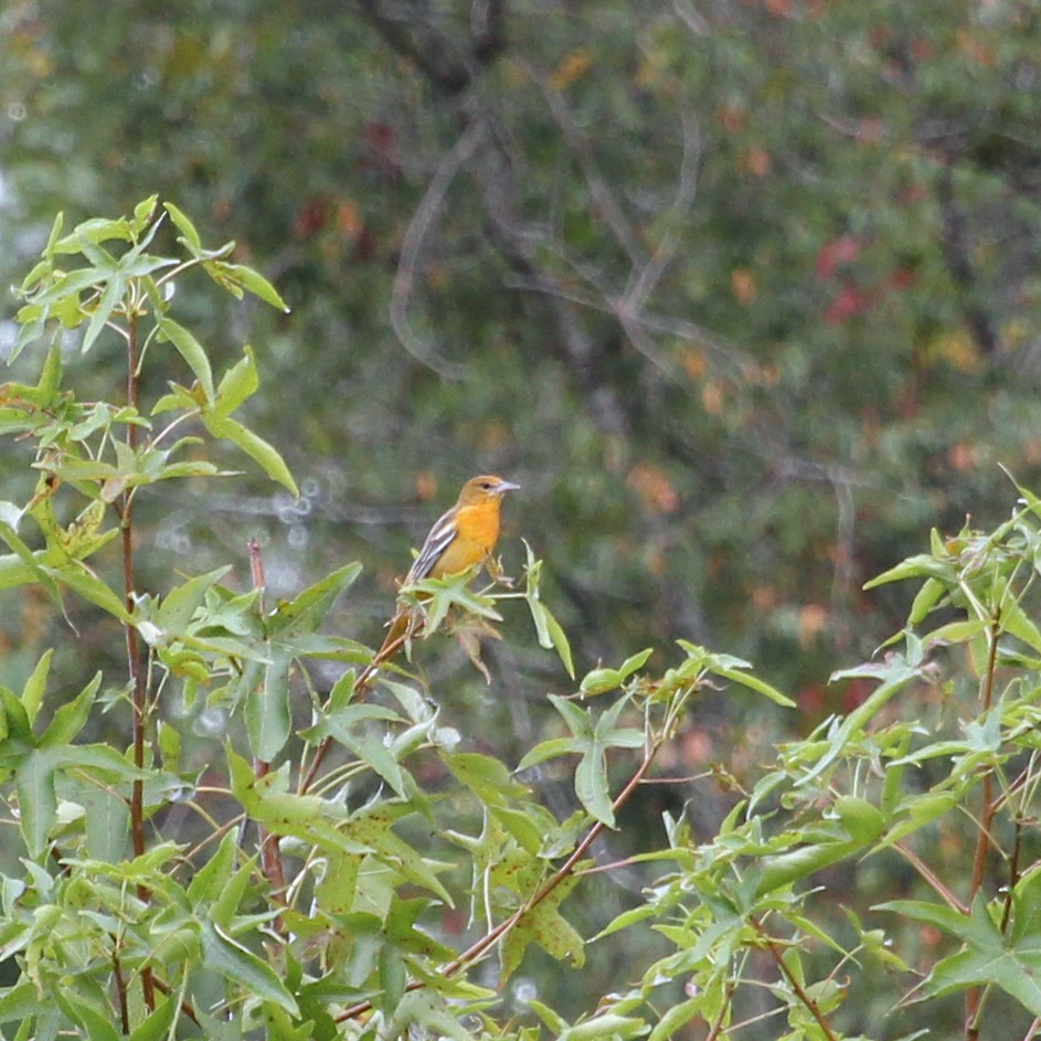 North Carolina Bird Atlas Checklist - 5 Sep 2022 - Lake Crabtree Dam - 27 species