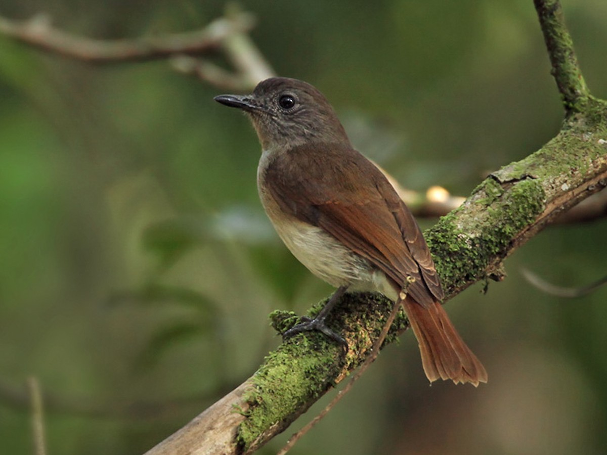Sumba Jungle Flycatcher - Eumyias stresemanni - Birds of the World