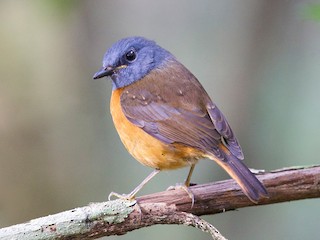 Amber Mountain Rock-Thrush - Monticola erythronotus - Birds of the World