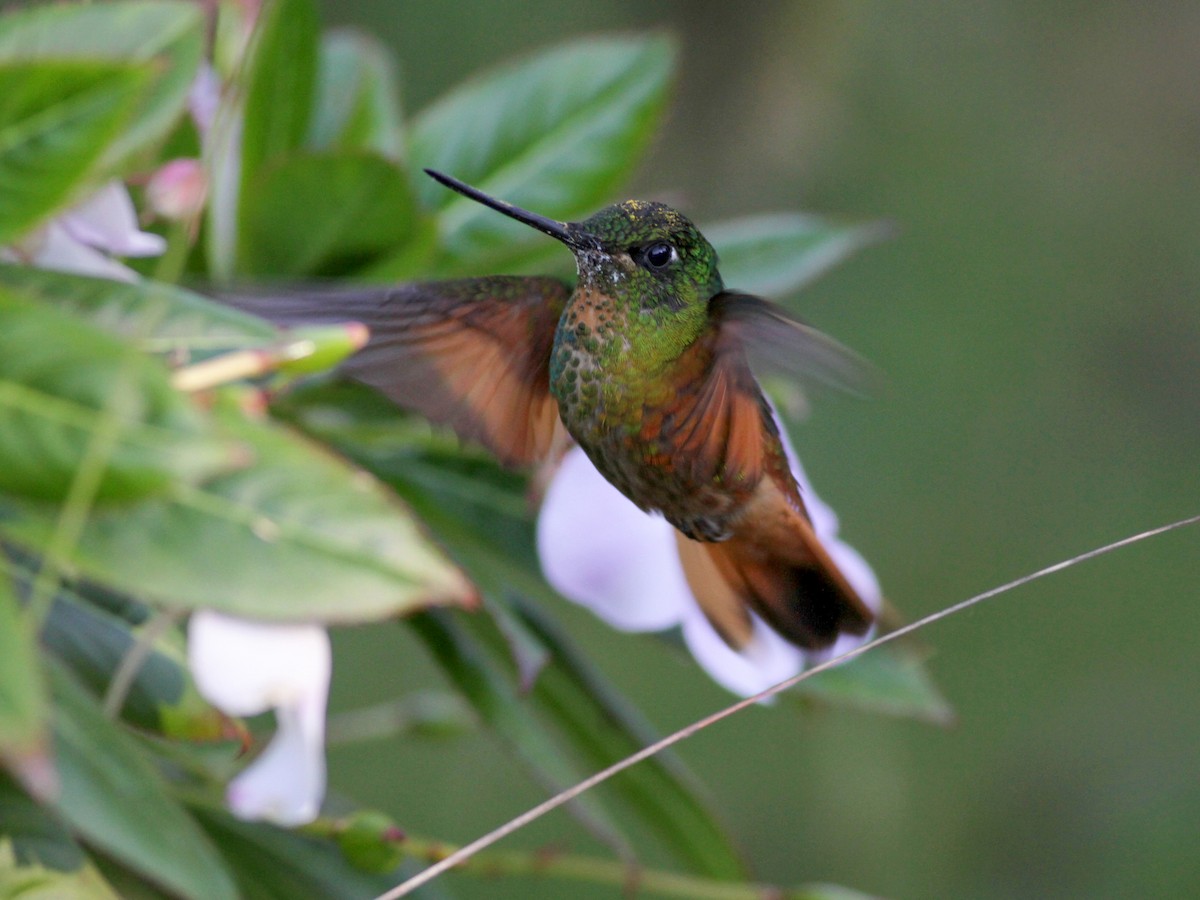 Merida Starfrontlet - Coeligena eos - Birds of the World