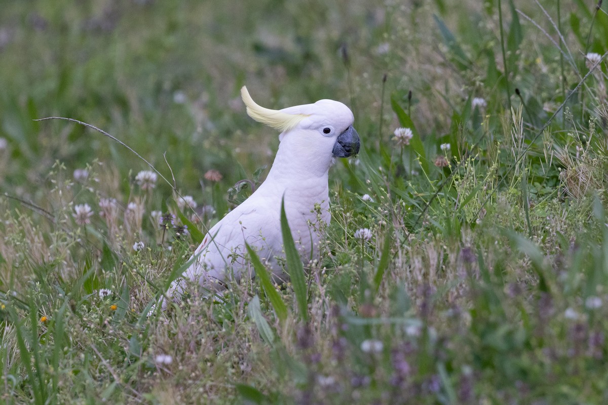 ML481706371 - Sulphur-crested Cockatoo - Macaulay Library