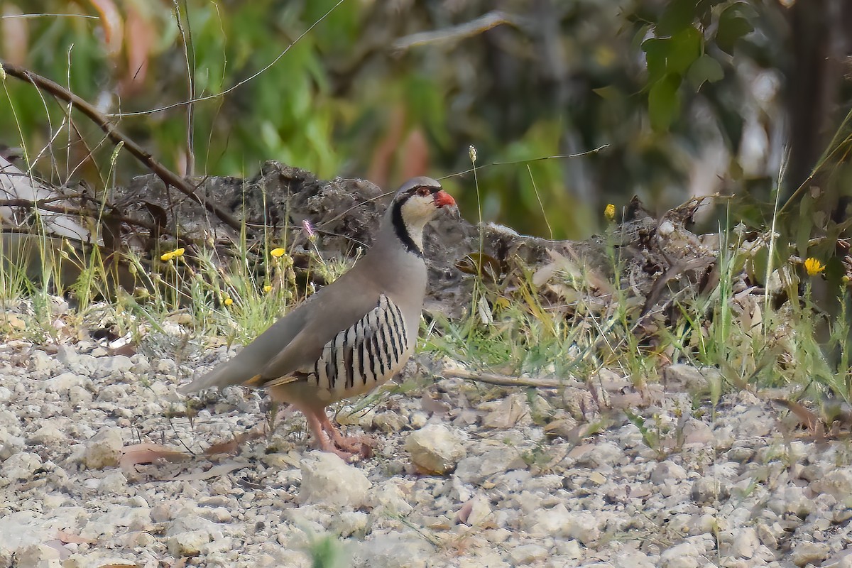 Rock Partridge (Sicilian) - eBird