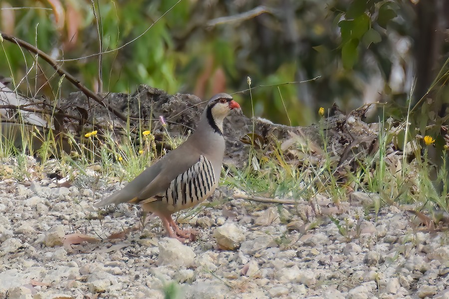 Rock Partridge (Sicilian) - eBird