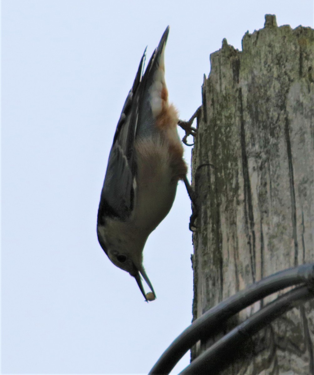 ML481750061 - White-breasted Nuthatch - Macaulay Library