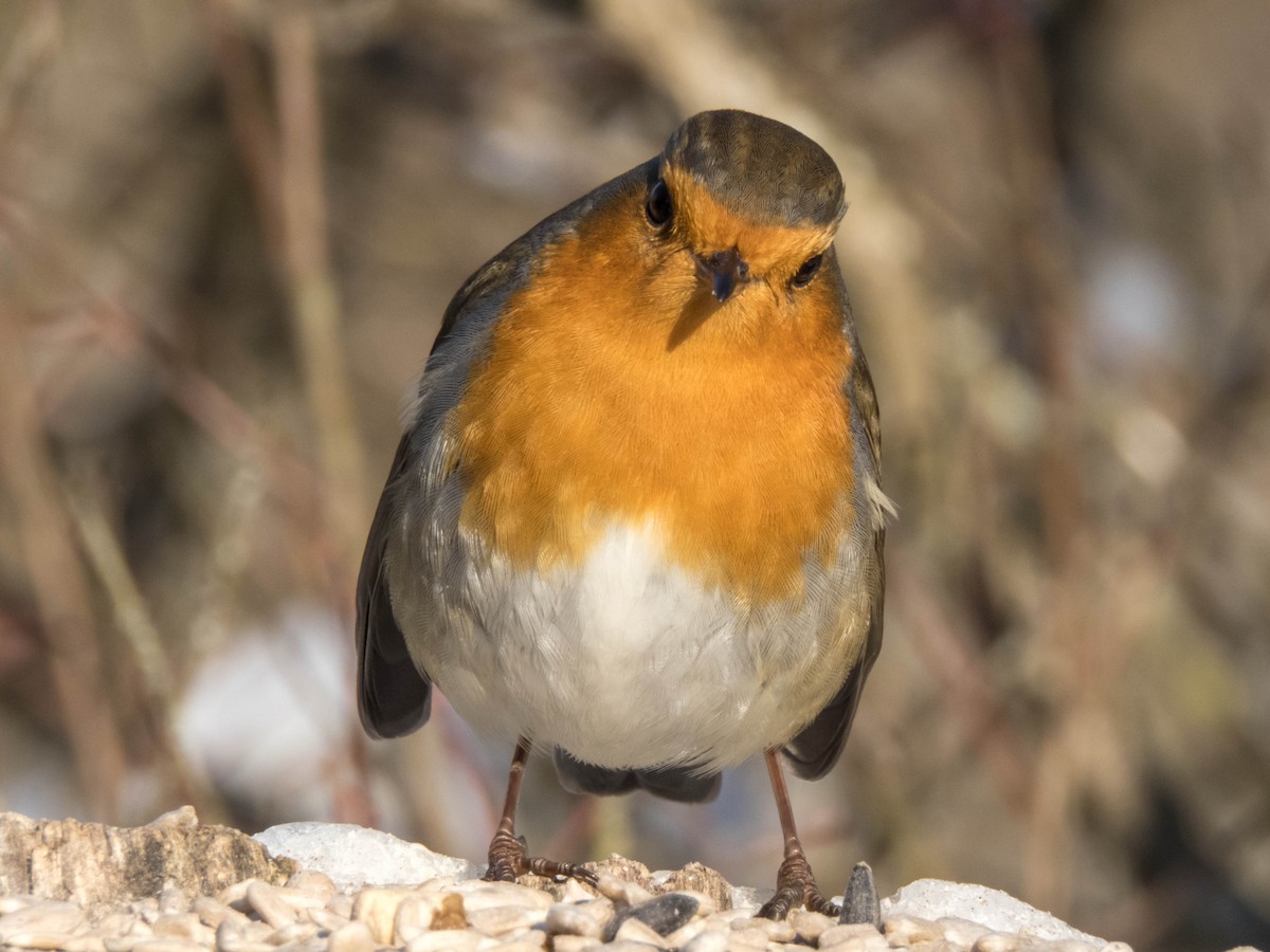 ML481780371 - European Robin - Macaulay Library
