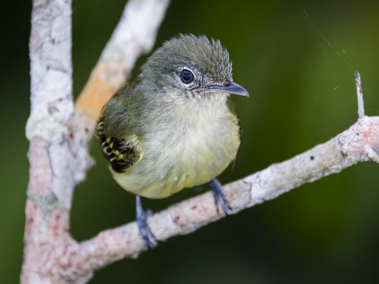 Picoplano Aliamarillo - eBird