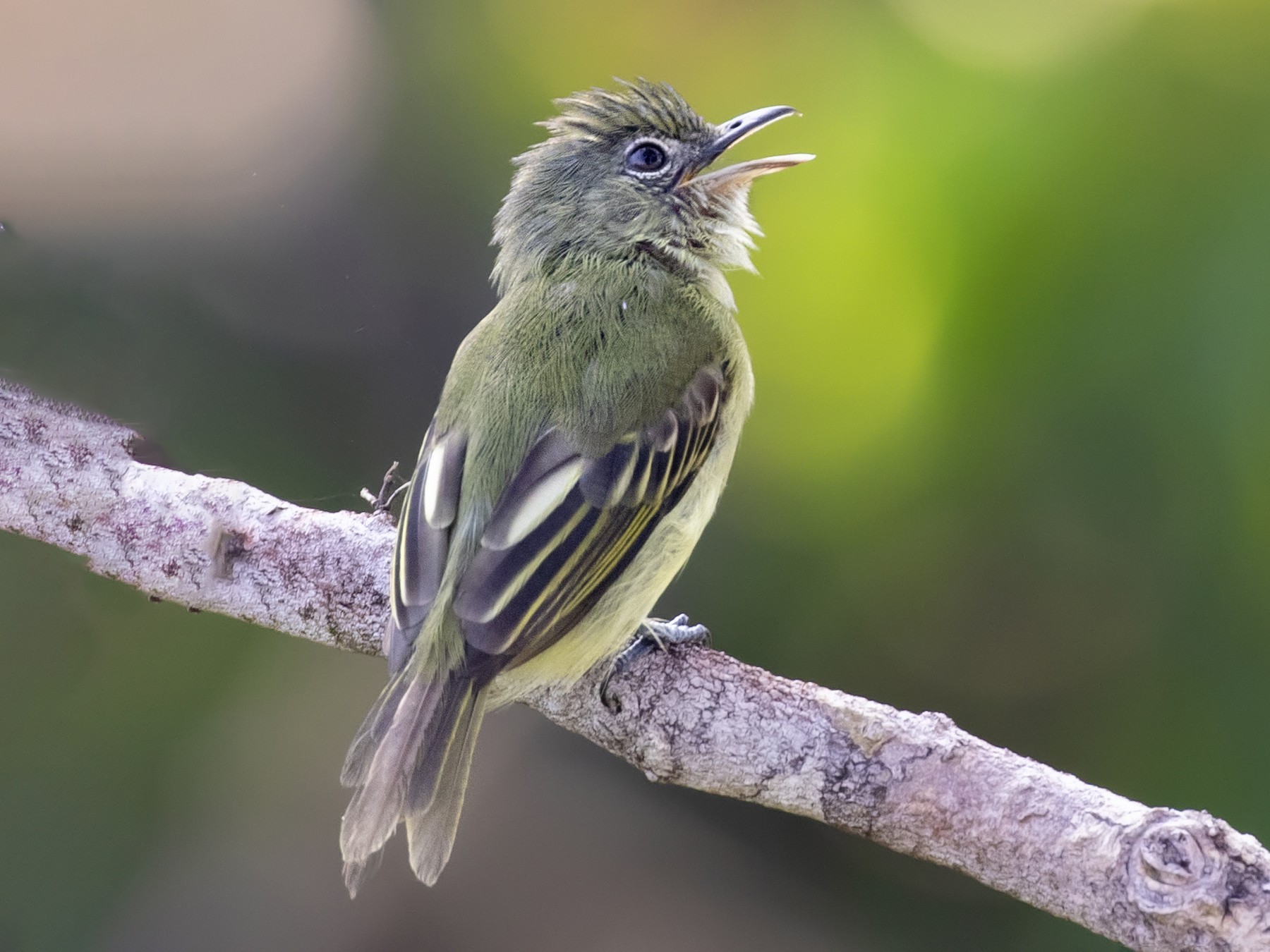 Yellow-margined Flycatcher - eBird