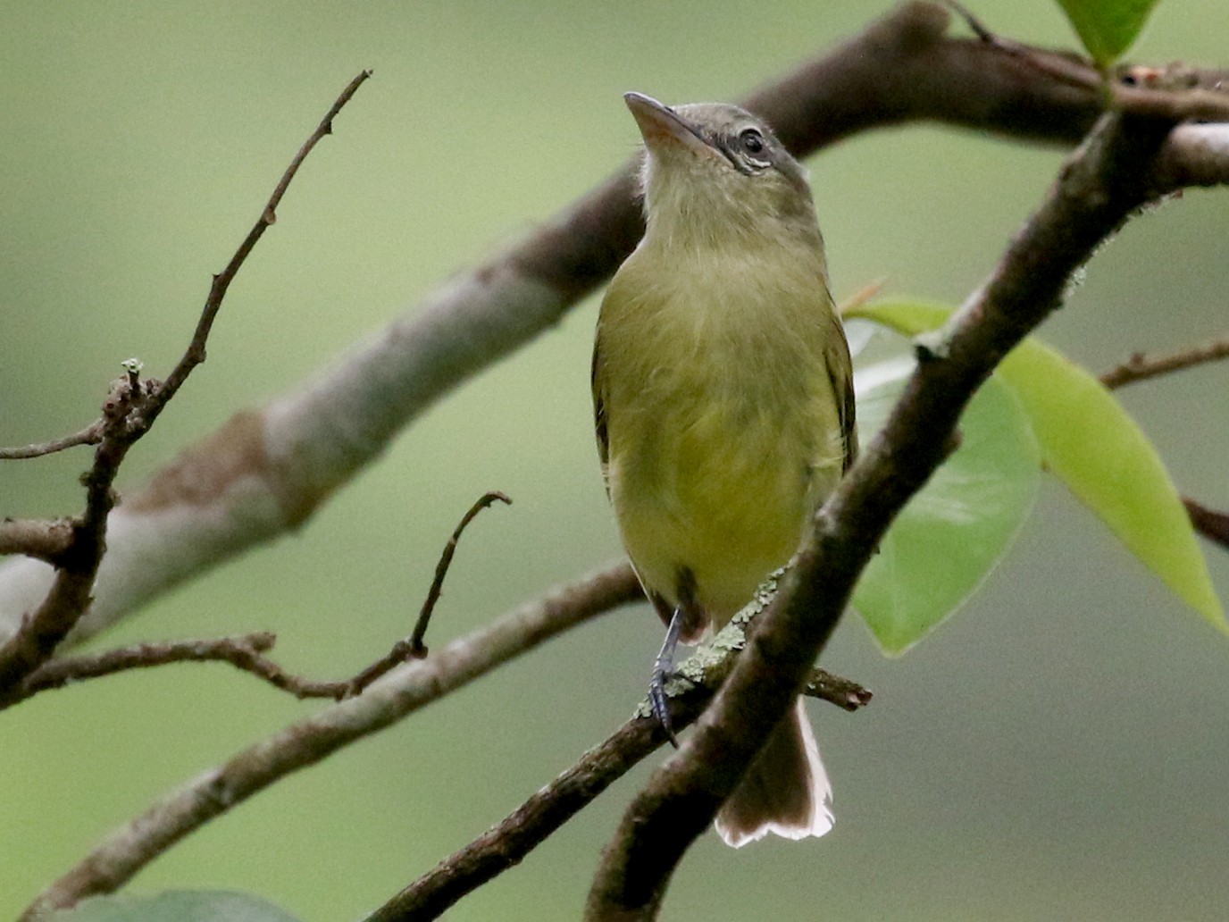 Yellow-margined Flatbill - eBird