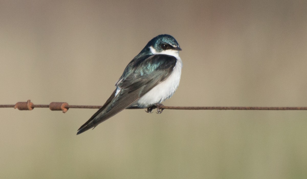 ML481808051 - White-rumped Swallow - Macaulay Library