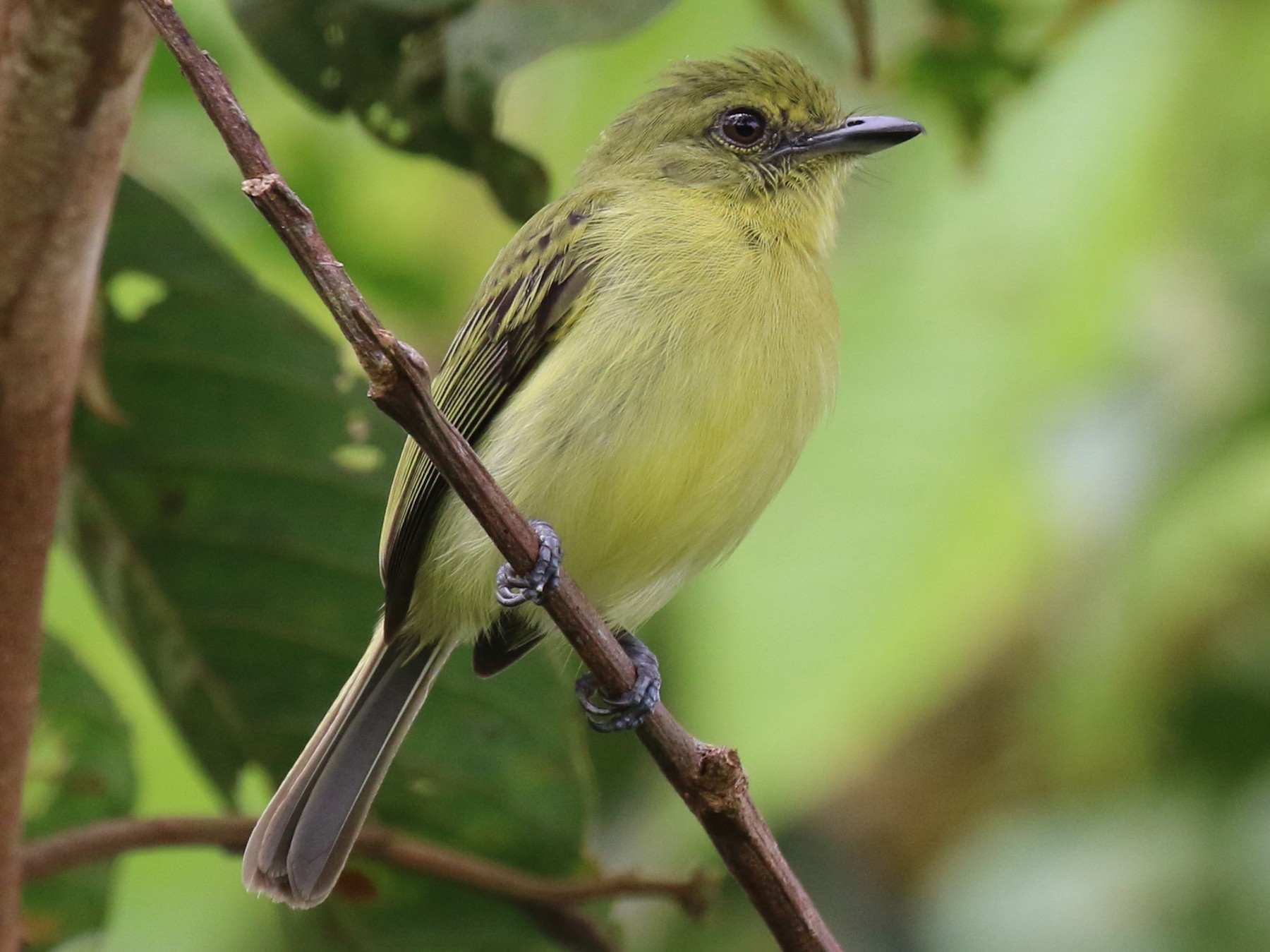 Yellow-breasted Flycatcher (Olive-faced) - eBird