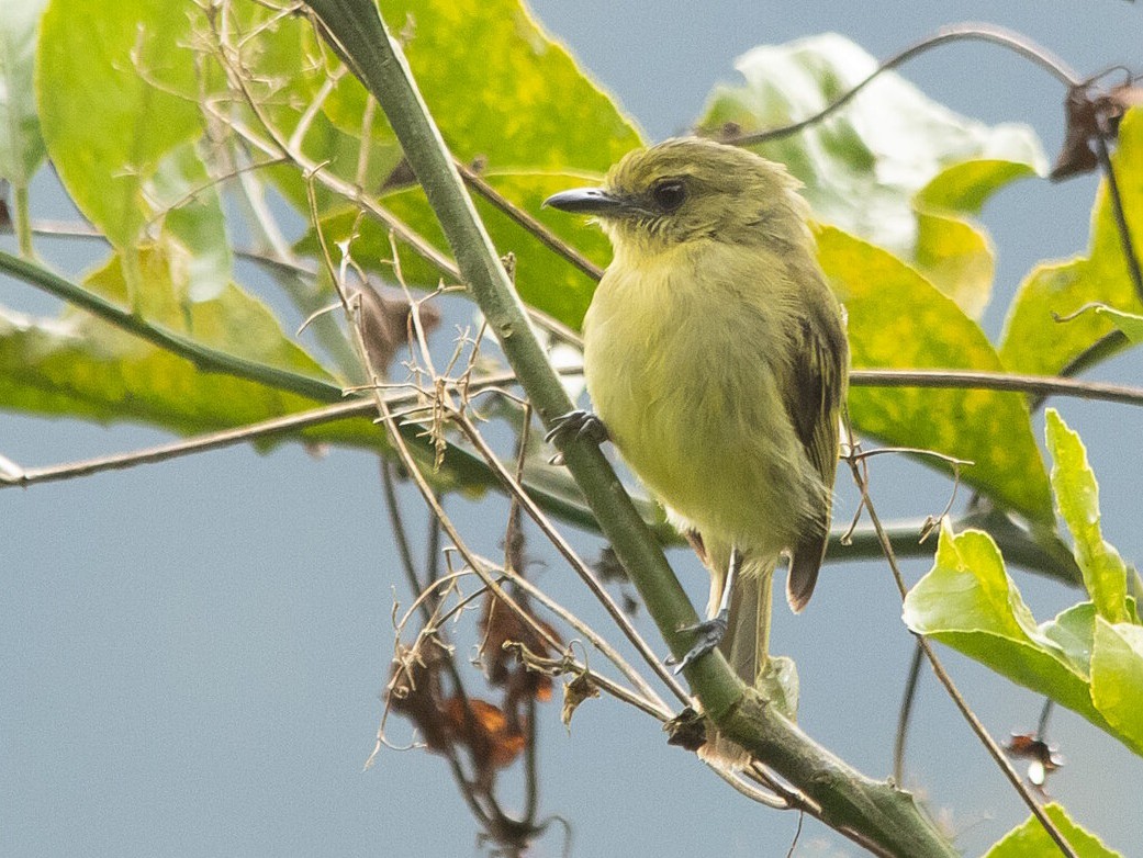 Yellow-breasted Flycatcher (Olive-faced) - eBird
