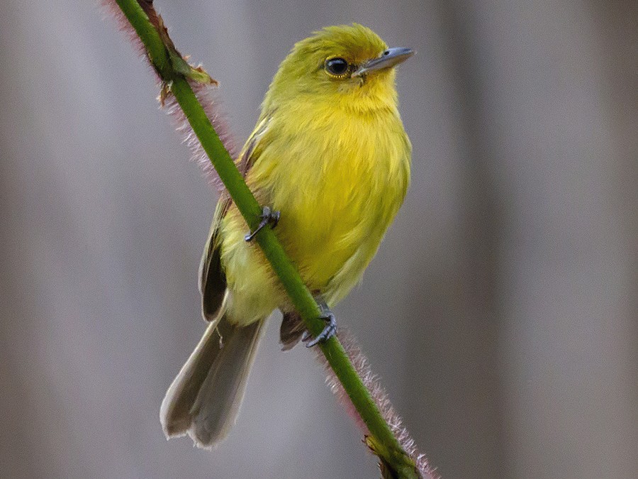 Ochre-lored Flatbill - eBird
