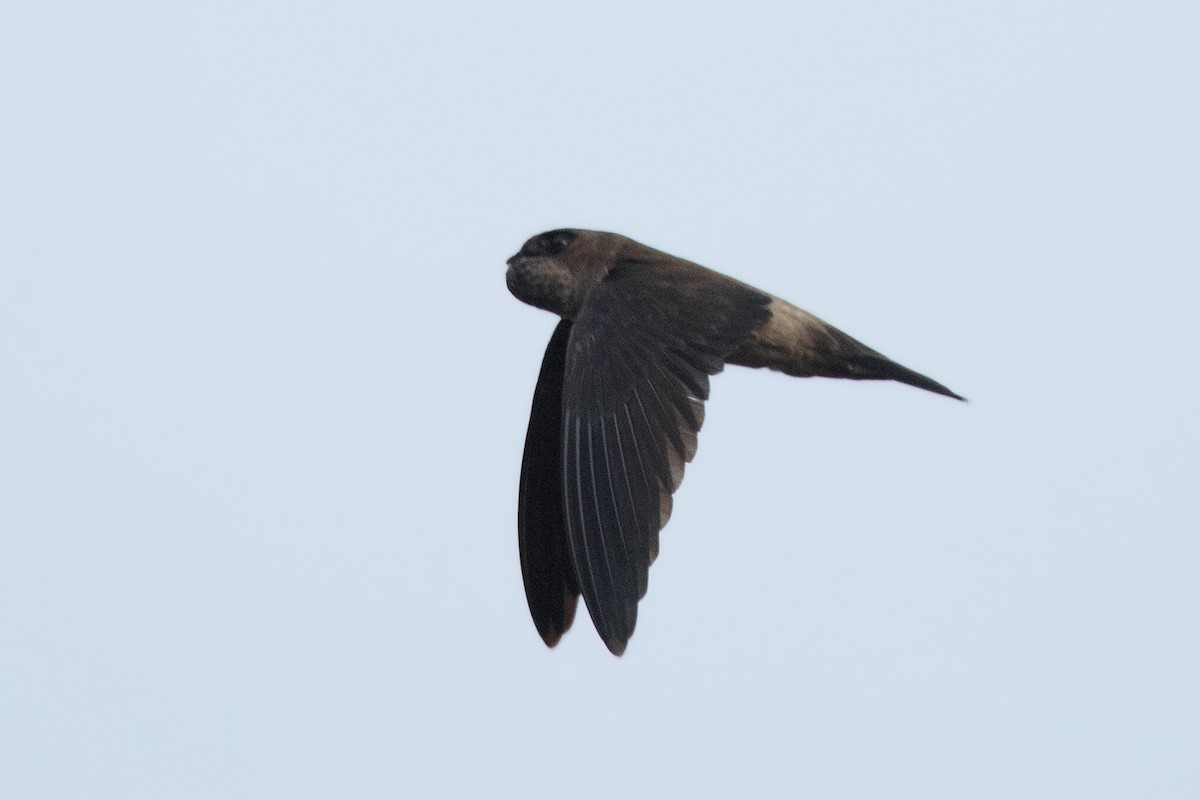 ML481825821 White-nest Swiftlet Macaulay Library