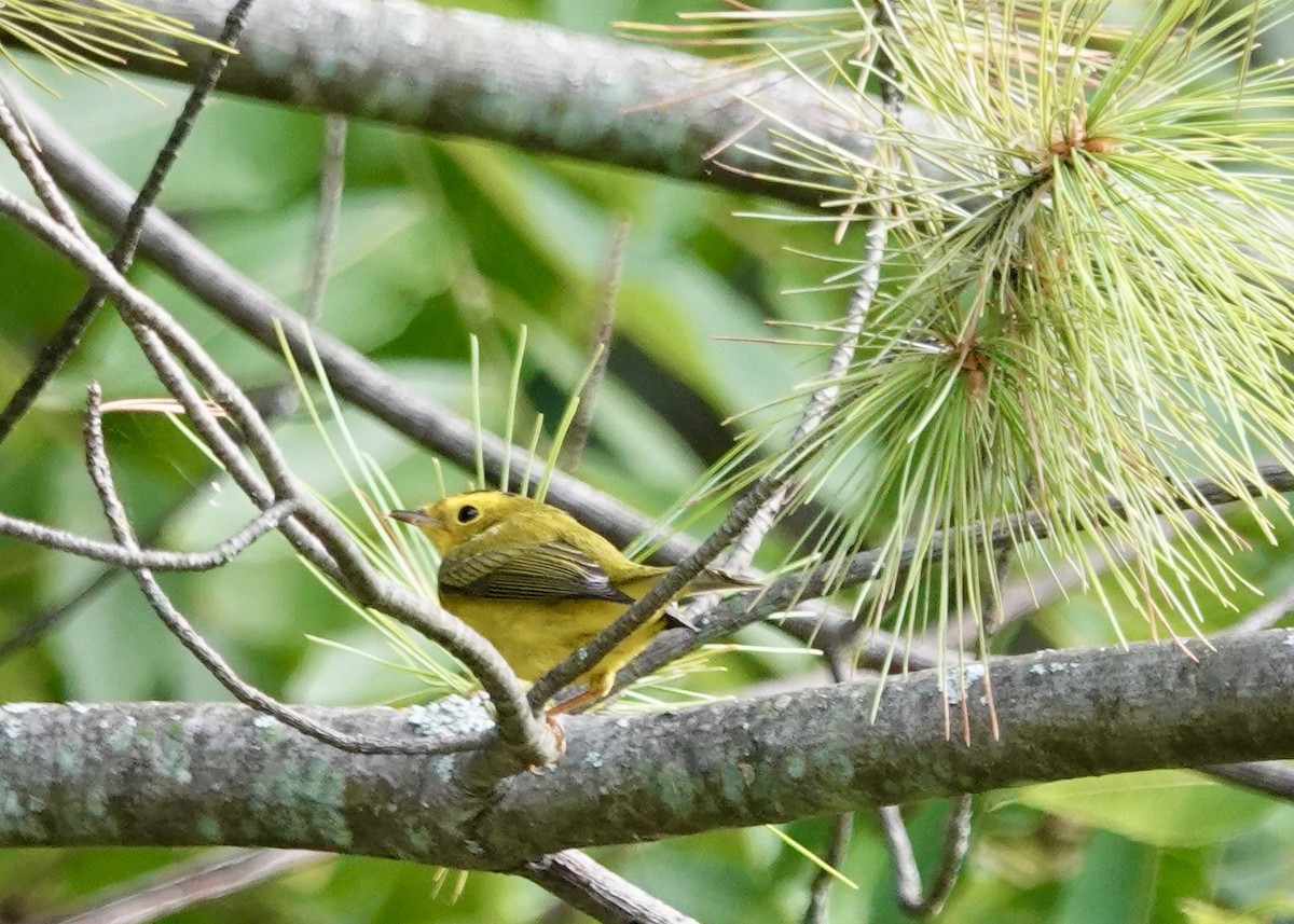 ML481832411 - Wilson's Warbler - Macaulay Library