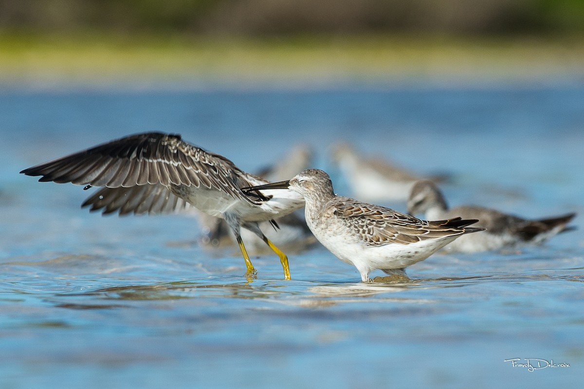 ML481840151 Stilt Sandpiper Macaulay Library