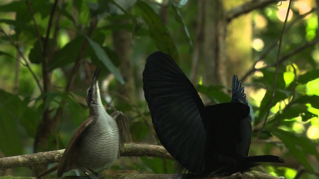 Magnificent Riflebird