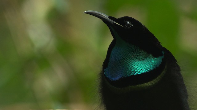 Magnificent Riflebird