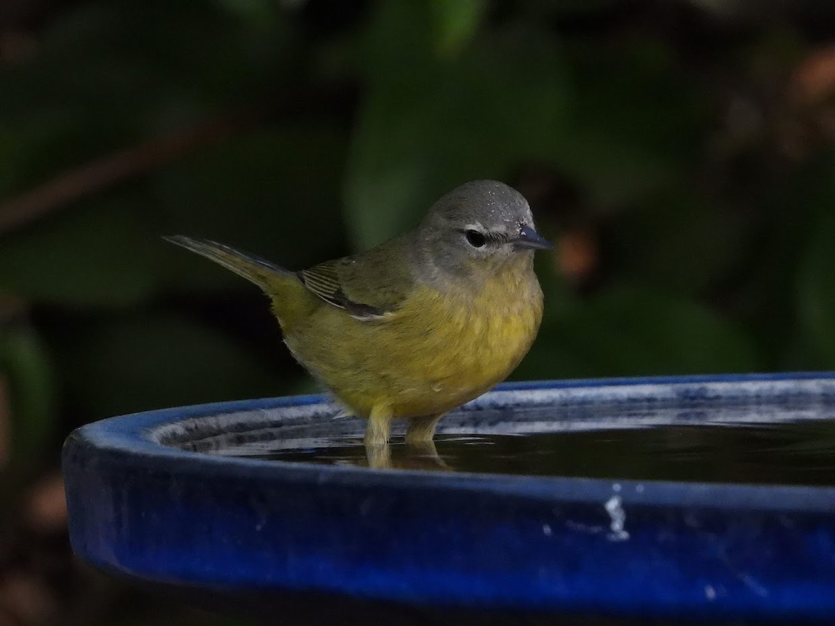 This is Gray-headed right? - Help Me Identify a North American Bird ...