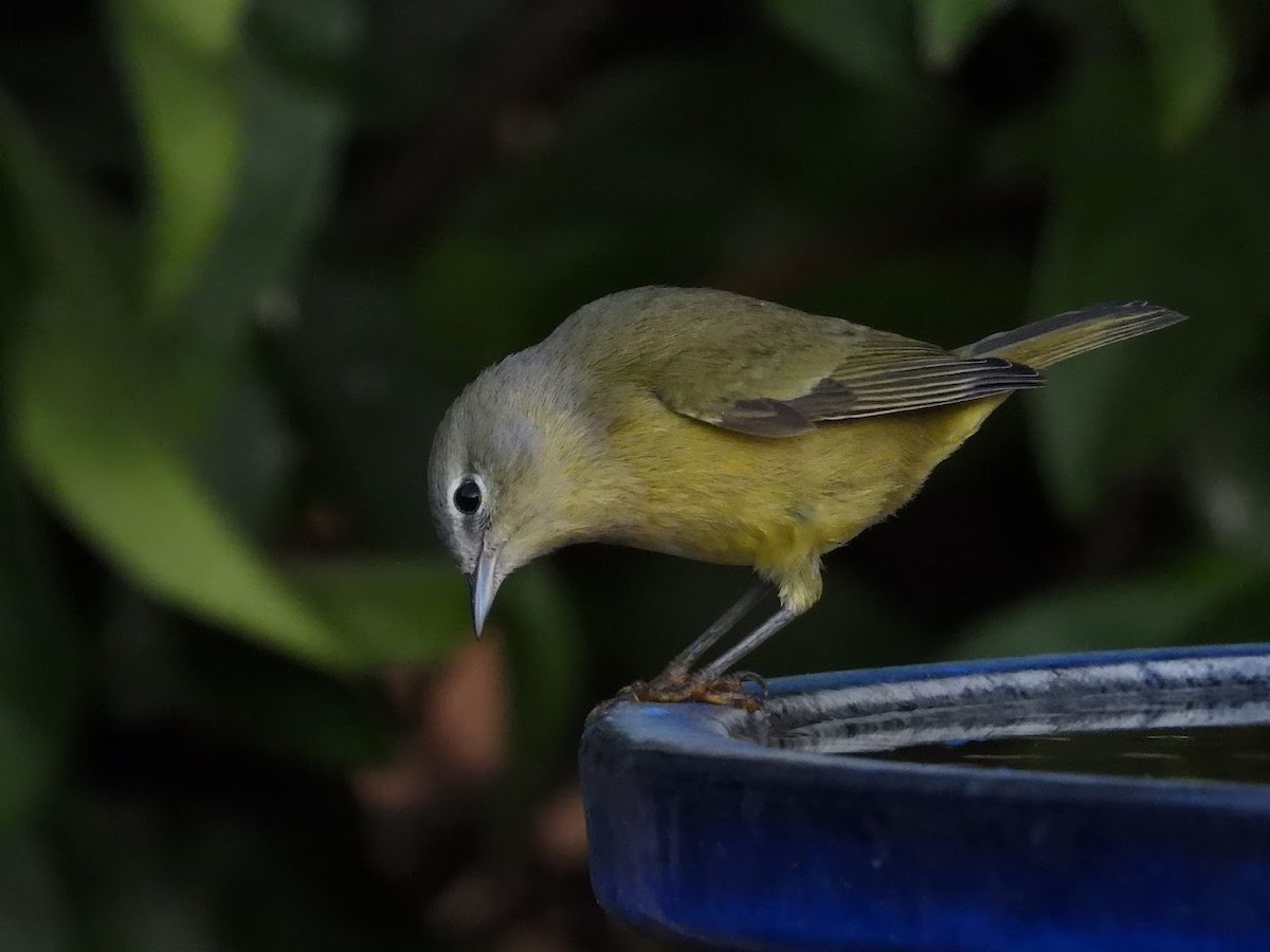 This is Gray-headed right? - Help Me Identify a North American Bird ...