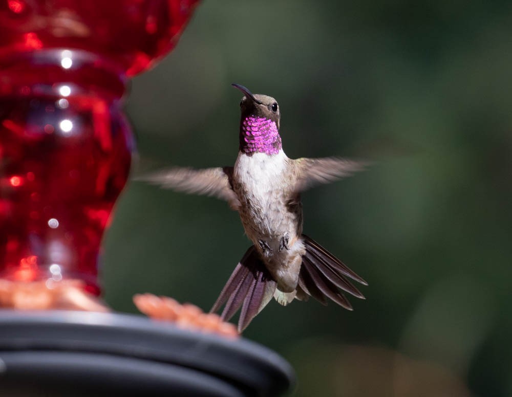 Lucifer x Black-chinned Hummingbird (hybrid) - eBird
