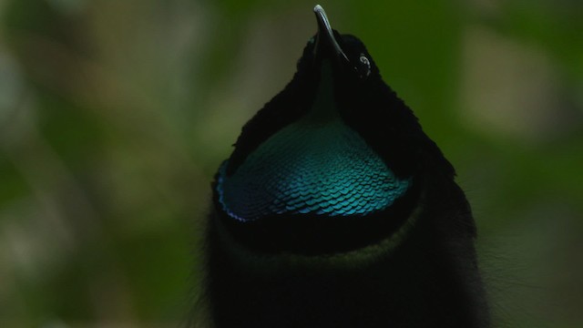 Magnificent Riflebird