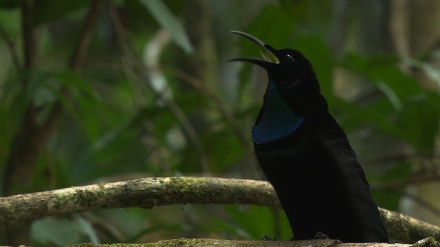 Magnificent Riflebird