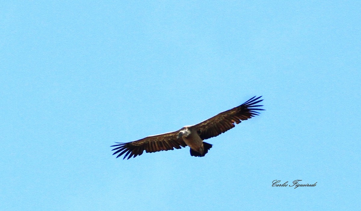 ML481879771 - Eurasian Griffon - Macaulay Library