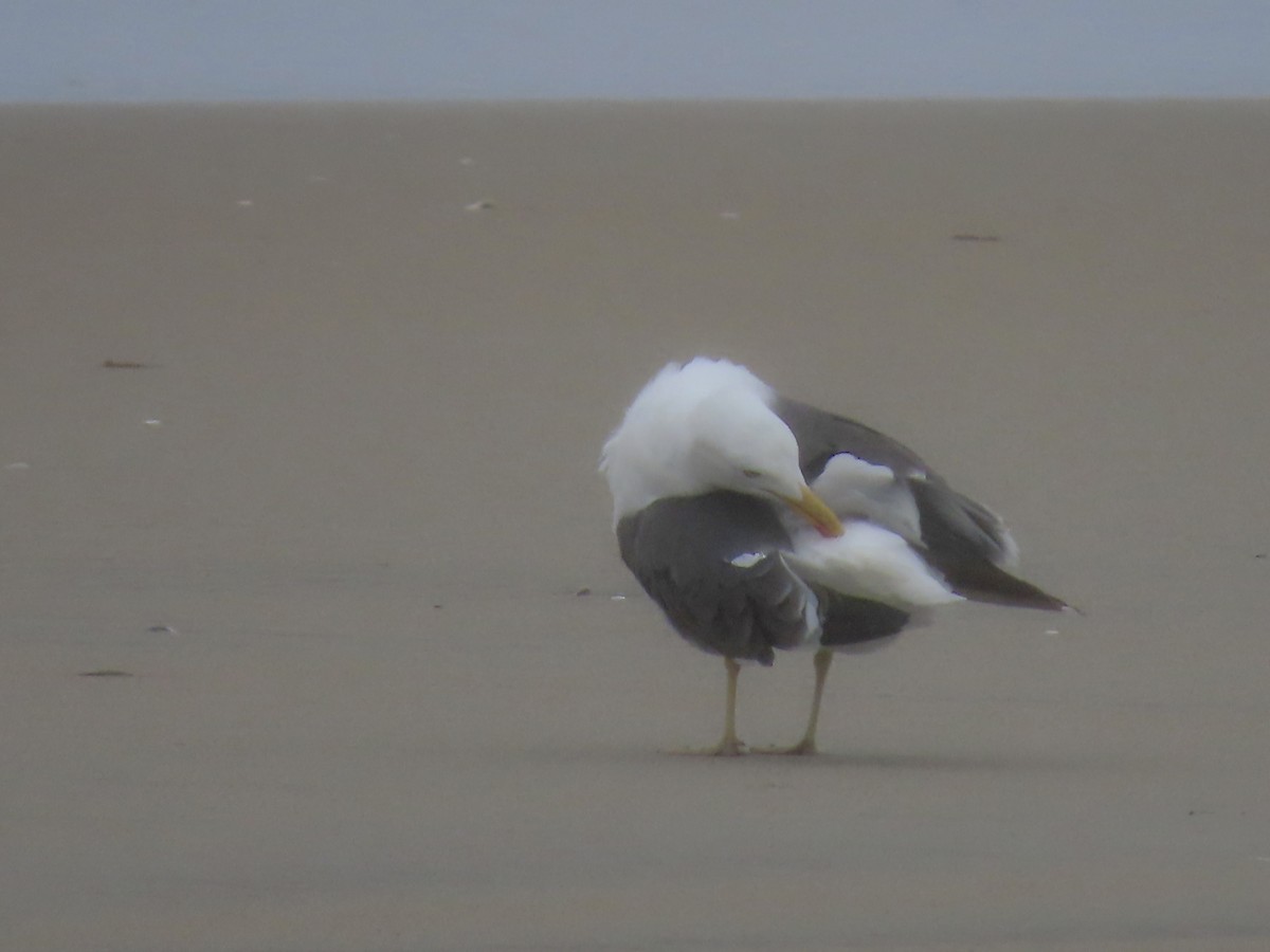ML481880261 Lesser Black-backed Gull Macaulay Library