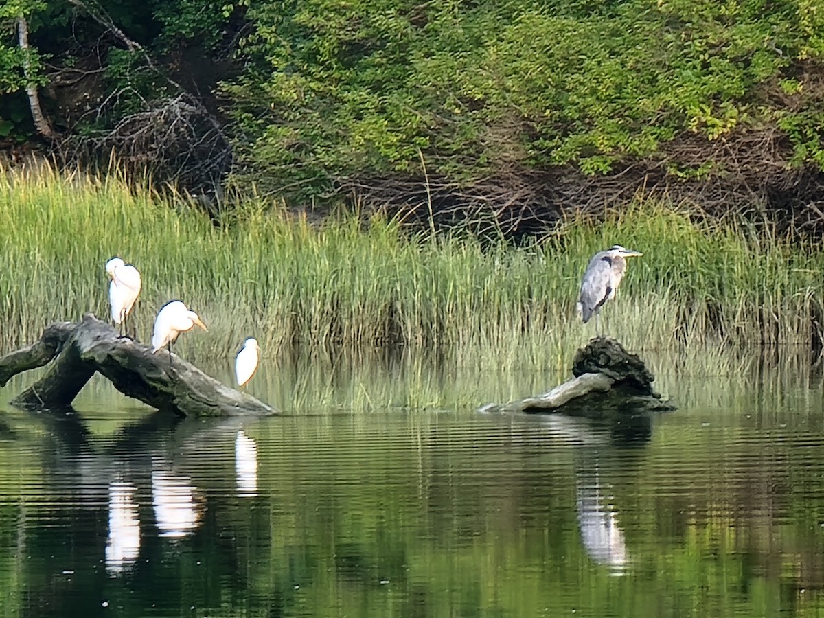 ML481896541 Great Egret Macaulay Library